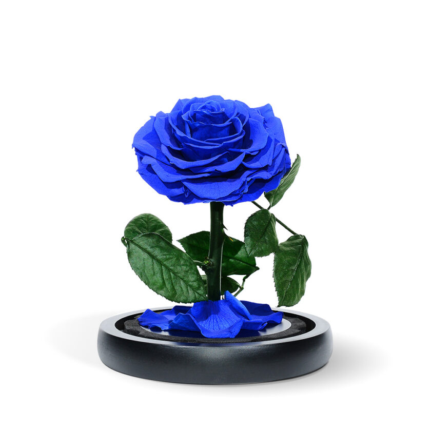 Mini Dark Blue Infinity Rose in Glass Dome - Infinity Rose