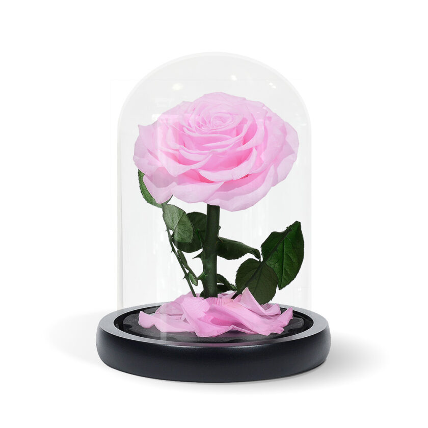 Infinity Rose – Luxury 24K Gold Roses for Gifts & Special Moments