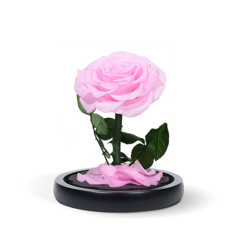 Mini Pink Infinity Rose in Glass Dome - Infinity Rose